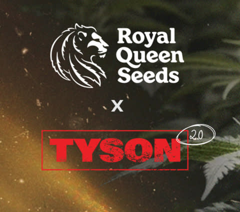Royal Queen Seeds x Tyson 2.0 – Seed Farm