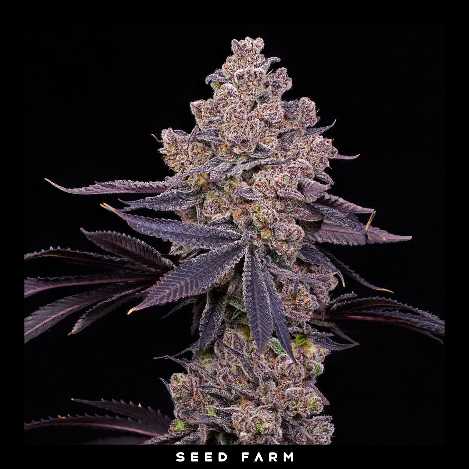 Compound Genetics – Mellowz (feminisiert) | Spritzer × Grape Gas – Seed ...