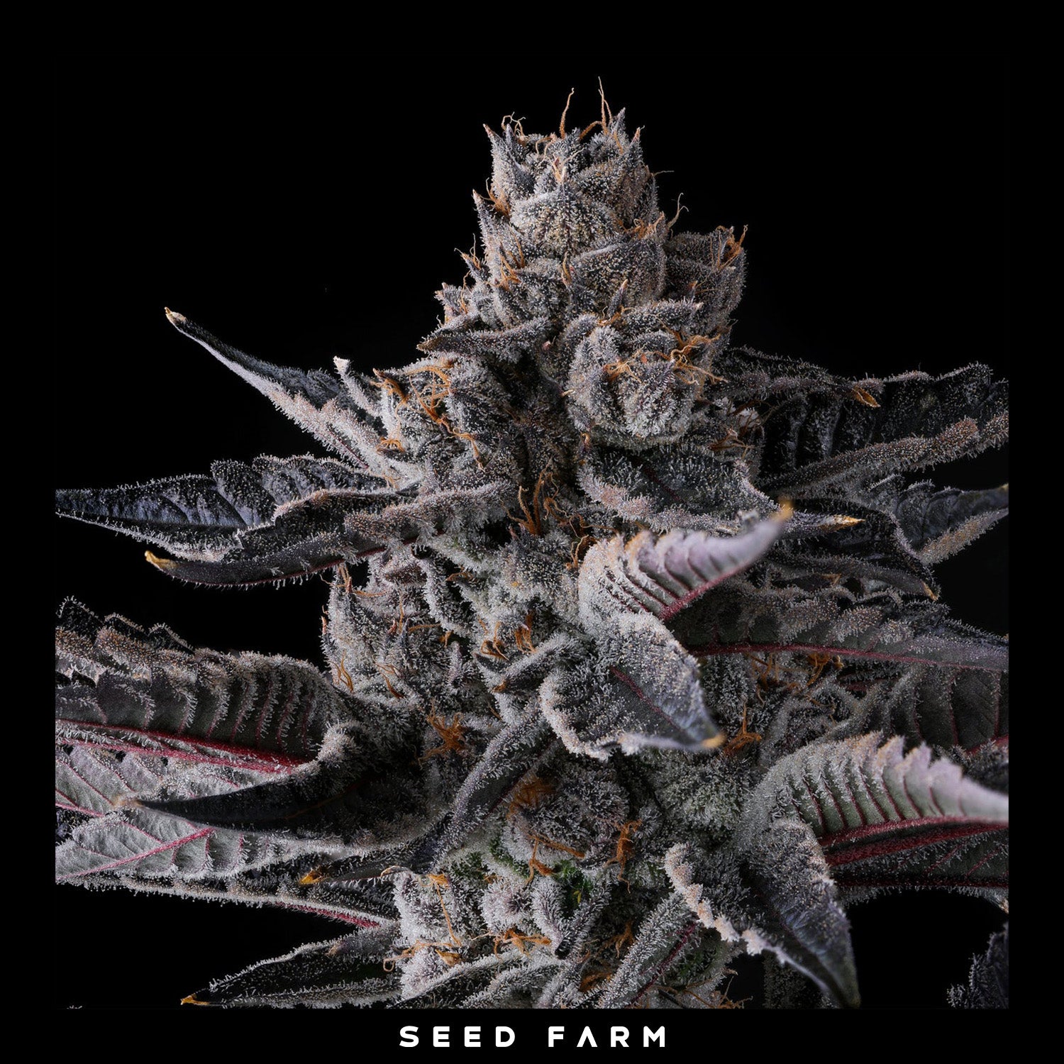 Compound Genetics – New Money (feminisiert) | GMO-Funk x Sweet Terpen ...